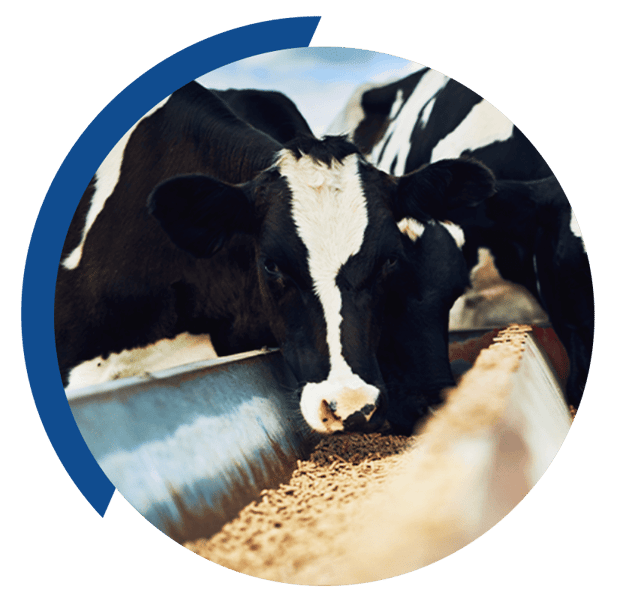 Feed Formulation Software With Brill® Formulation | Format Solutions